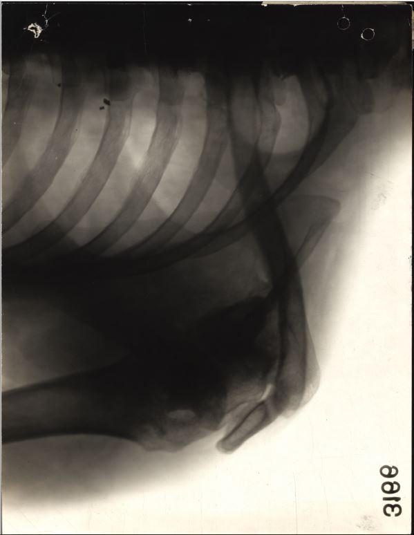 McConkey, Robert Harold: Service no. 409069 – History of the 18th ...